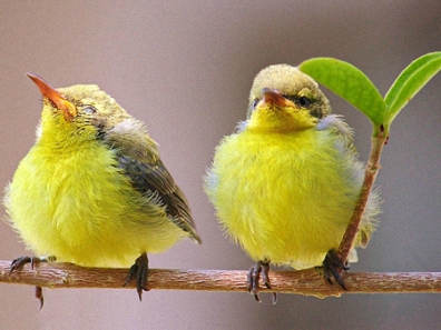 Vallambar Peravai :: Index